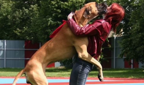 Dogs Jumping On People - ProDogMom